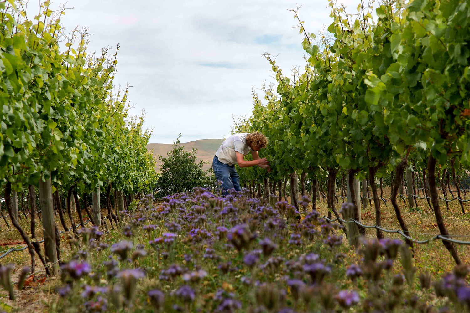 Our Story – Terrace Edge Vineyard & Olive Grove